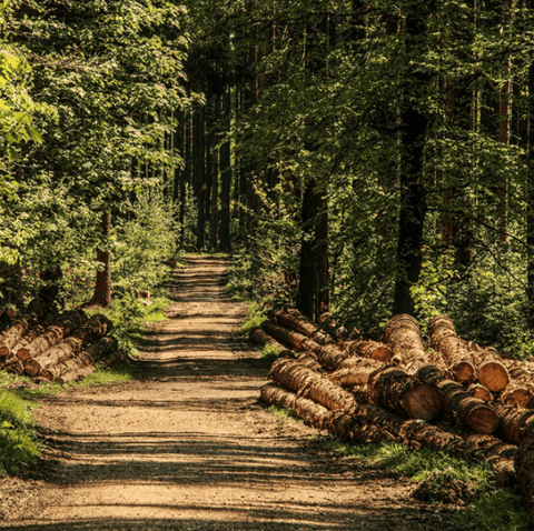 Tall Pines Forest Management | Expert Maine Forestry