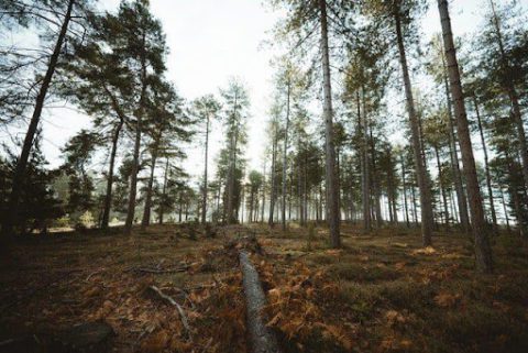The Top Benefits of Logging Forests | Tall Pines