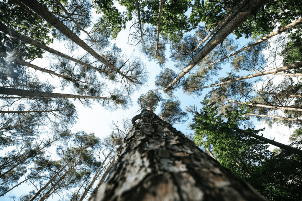 What is Forestry? Unraveling the Pillars and Practices in Maine