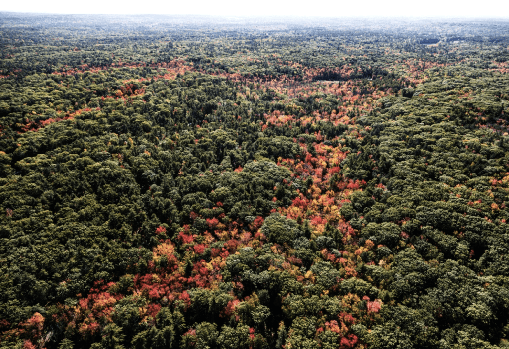 Maine Forest Wildlife Guide: Discover, Attract, & Nourish Fauna